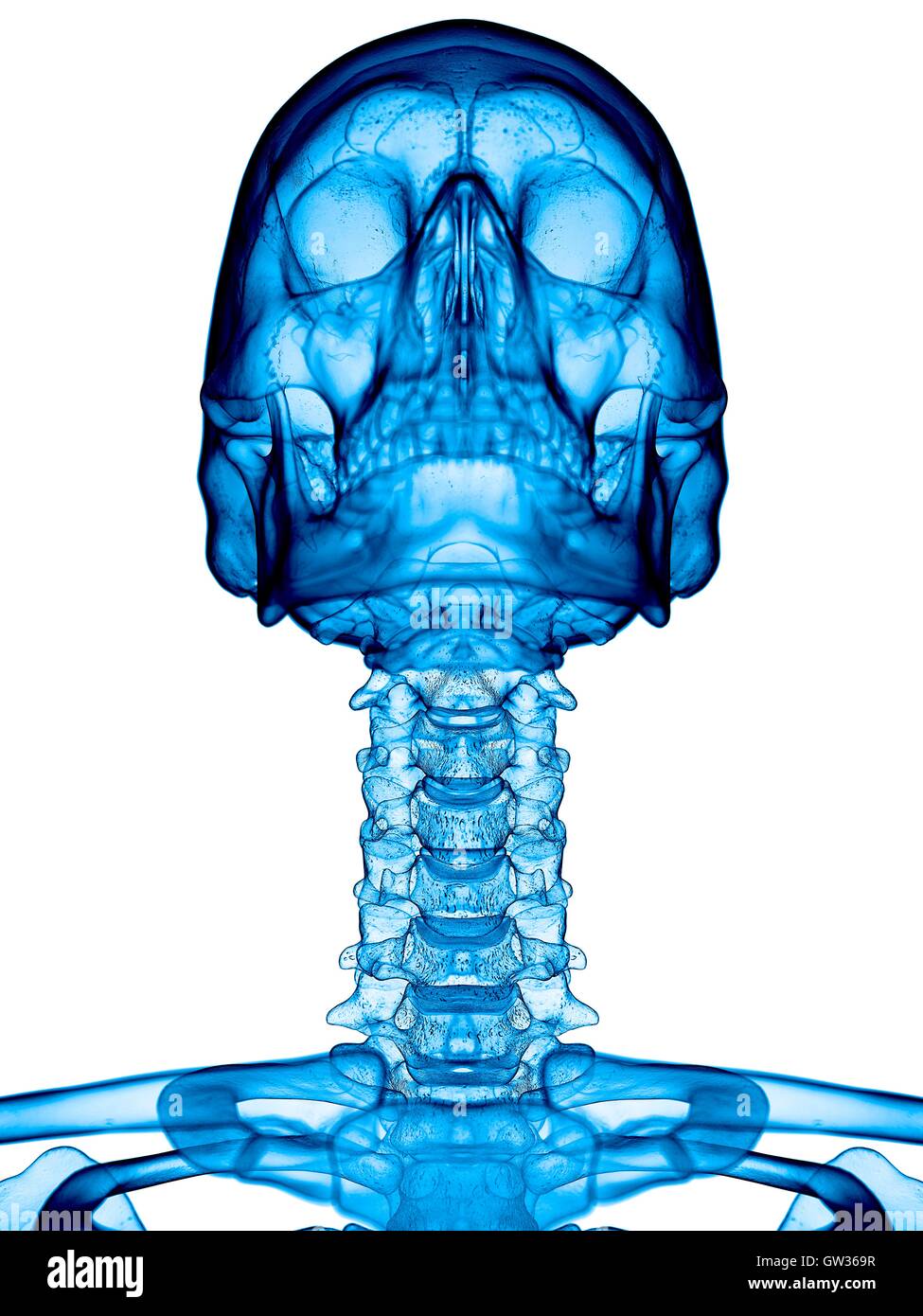 Front view head neck bones hi-res stock photography and images - Alamy