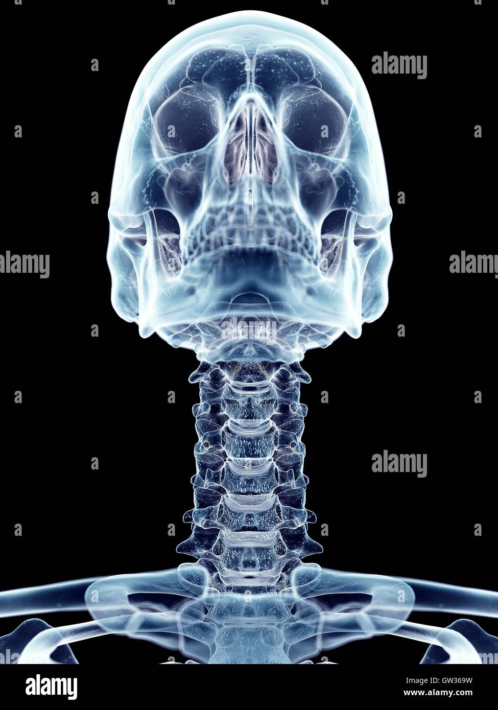 Front view head neck bones hi-res stock photography and images - Alamy