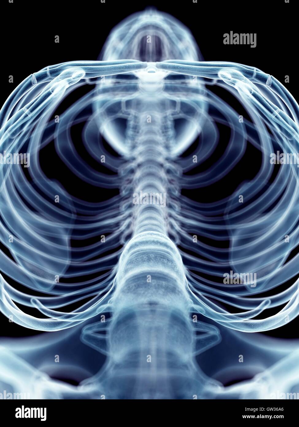 Human thorax, illustration Stock Photo - Alamy