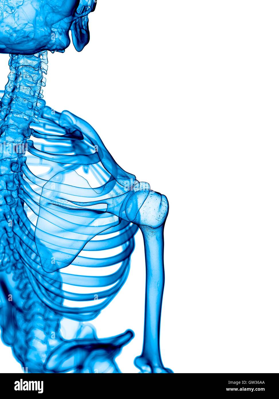 Human shoulder bones, illustration Stock Photo - Alamy