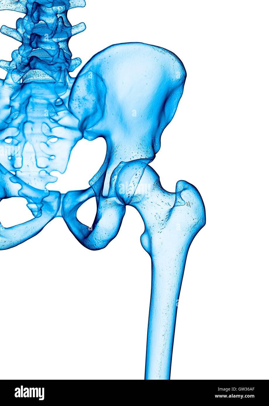 Human hip joint, illustration Stock Photo - Alamy