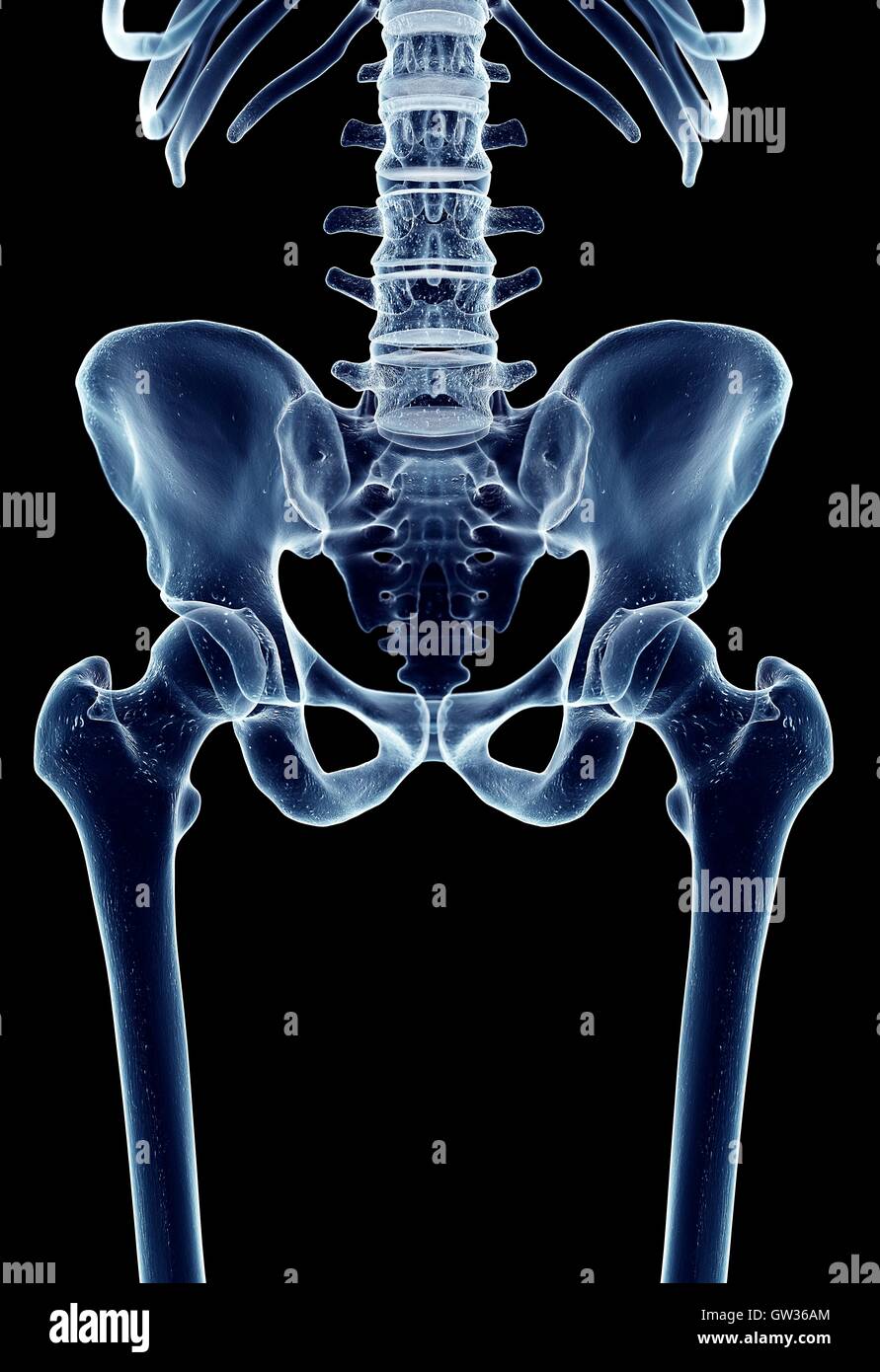 Human hip joint, illustration Stock Photo - Alamy