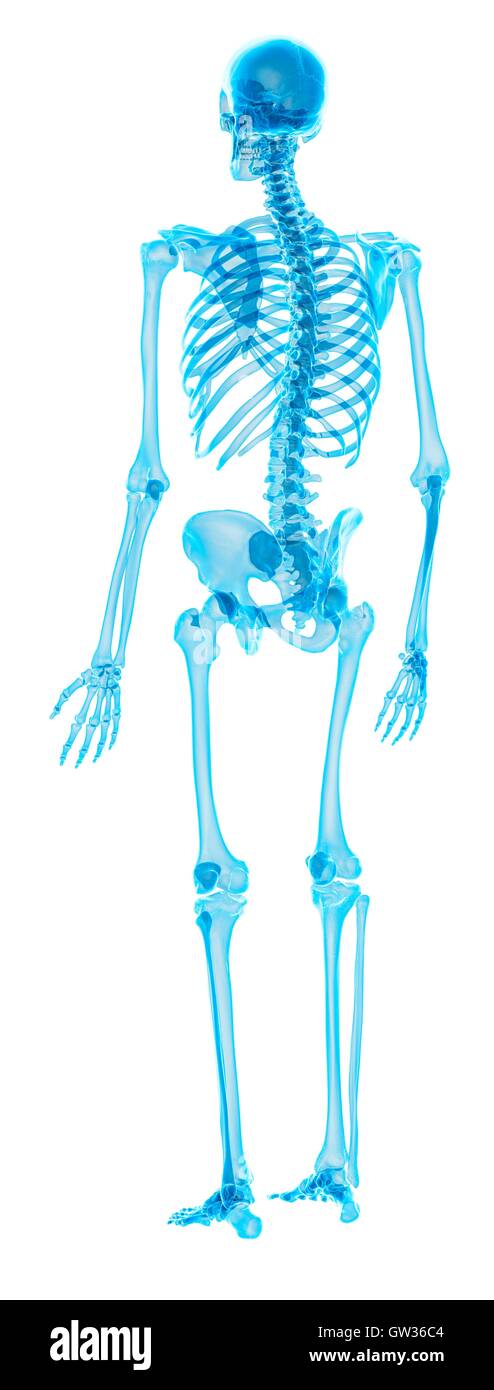 Human skeleton, illustration Stock Photo - Alamy