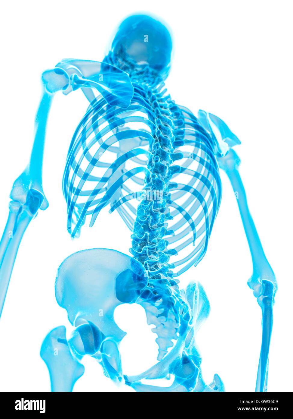 Human skeleton, illustration Stock Photo - Alamy