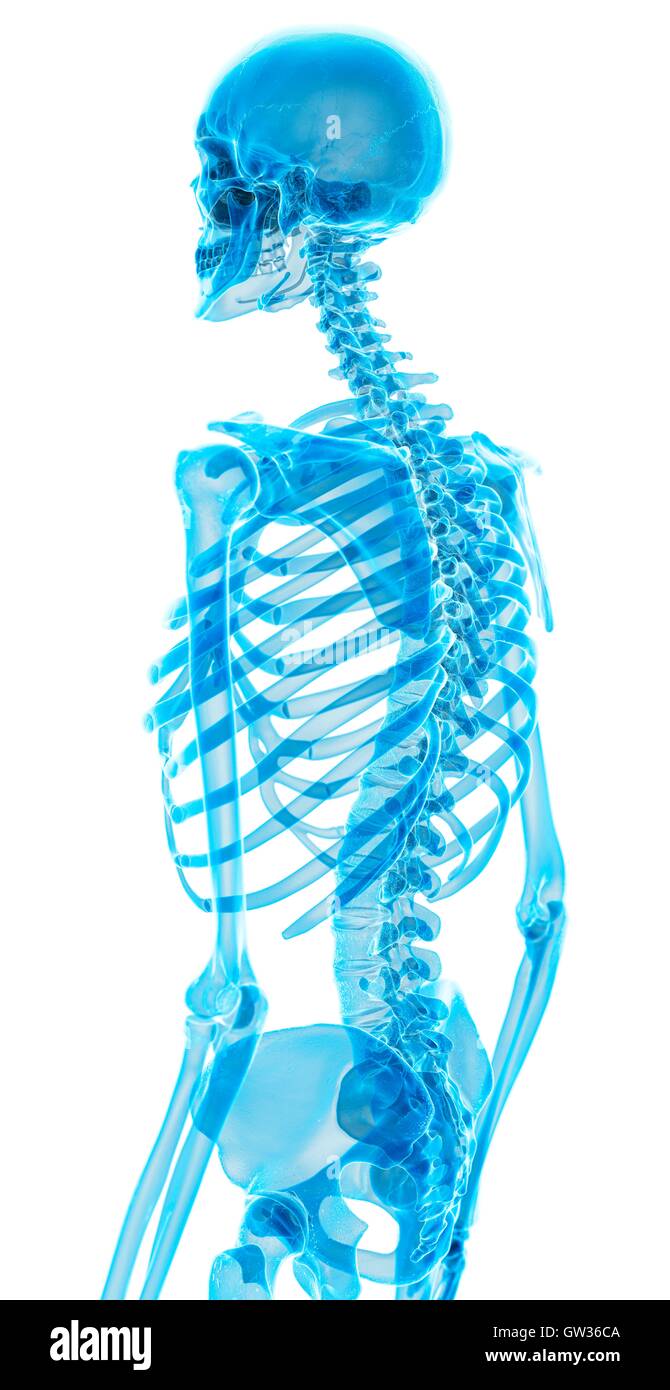 Human skeleton, illustration Stock Photo - Alamy