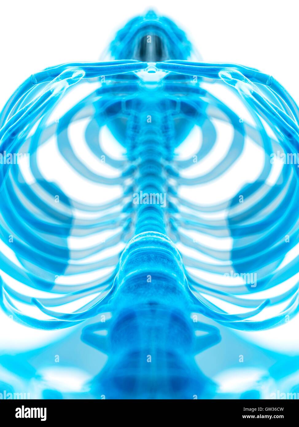 Human thorax, illustration Stock Photo - Alamy