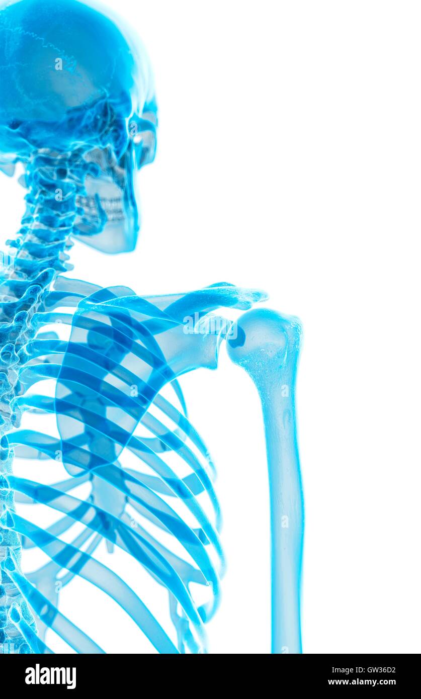 Human shoulder, illustration Stock Photo - Alamy