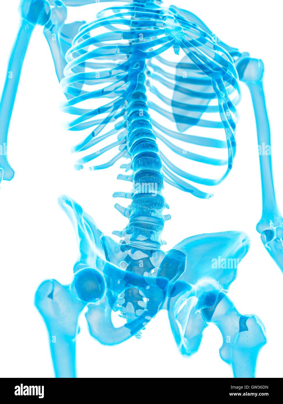 Human skeletal system, illustration Stock Photo - Alamy