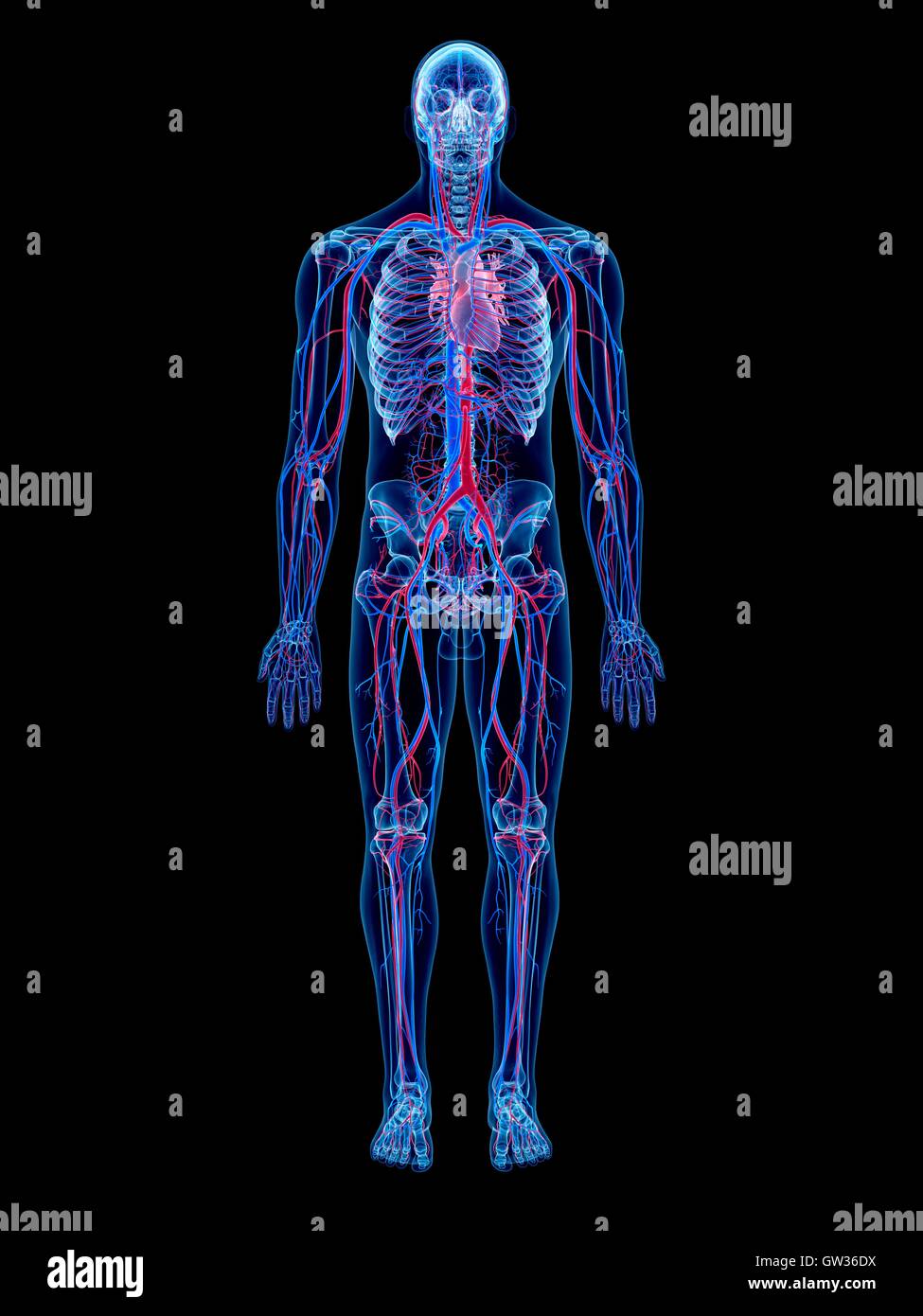 Human vascular system, illustration Stock Photo - Alamy