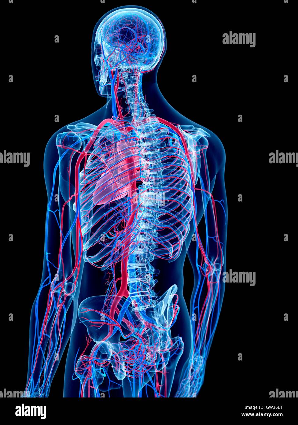 Human vascular system, illustration Stock Photo - Alamy