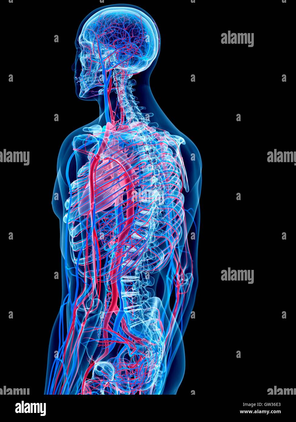 Human vascular system, illustration Stock Photo - Alamy