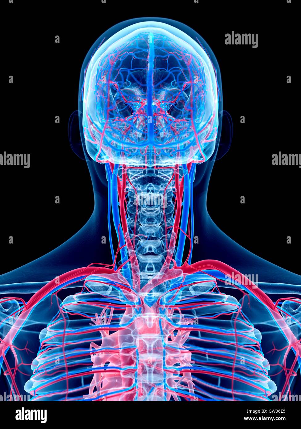 Human vascular system of the head and neck, illustration Stock Photo ...