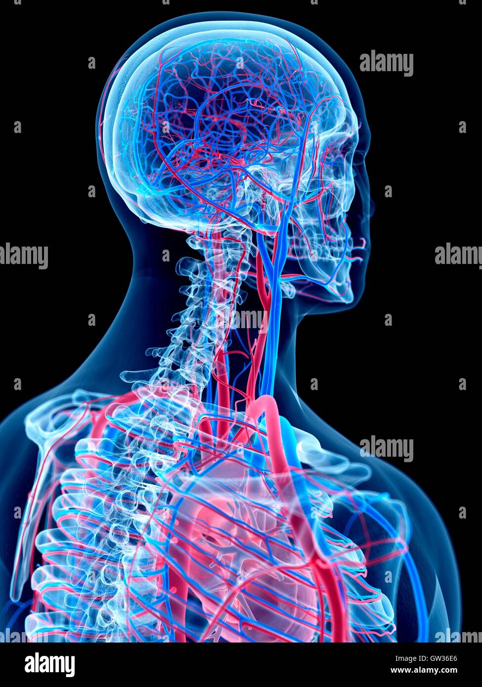 Human vascular system of the head and neck, illustration Stock Photo ...