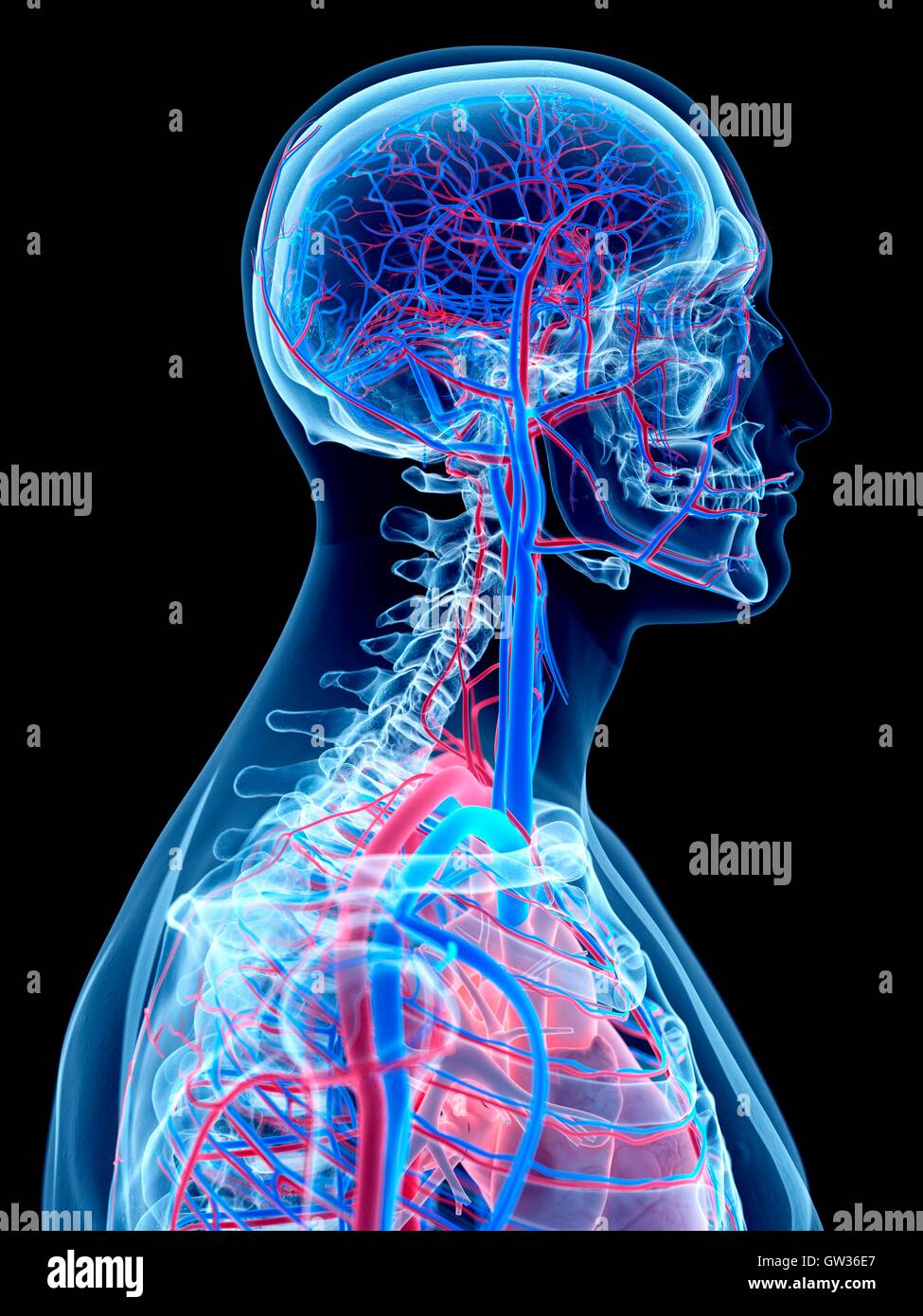 Human vascular system of the head and neck, illustration Stock Photo ...