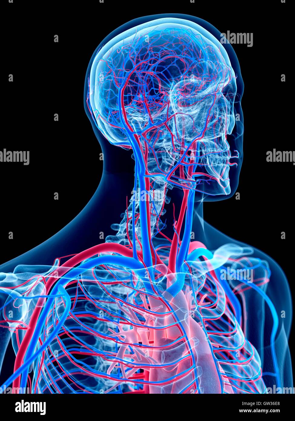 Human vascular system of the head and neck, illustration Stock Photo ...
