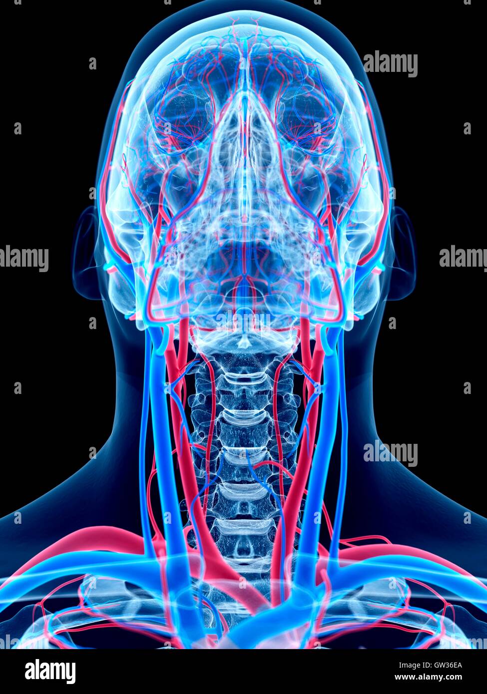 Human neck vascular system hi-res stock photography and images - Alamy