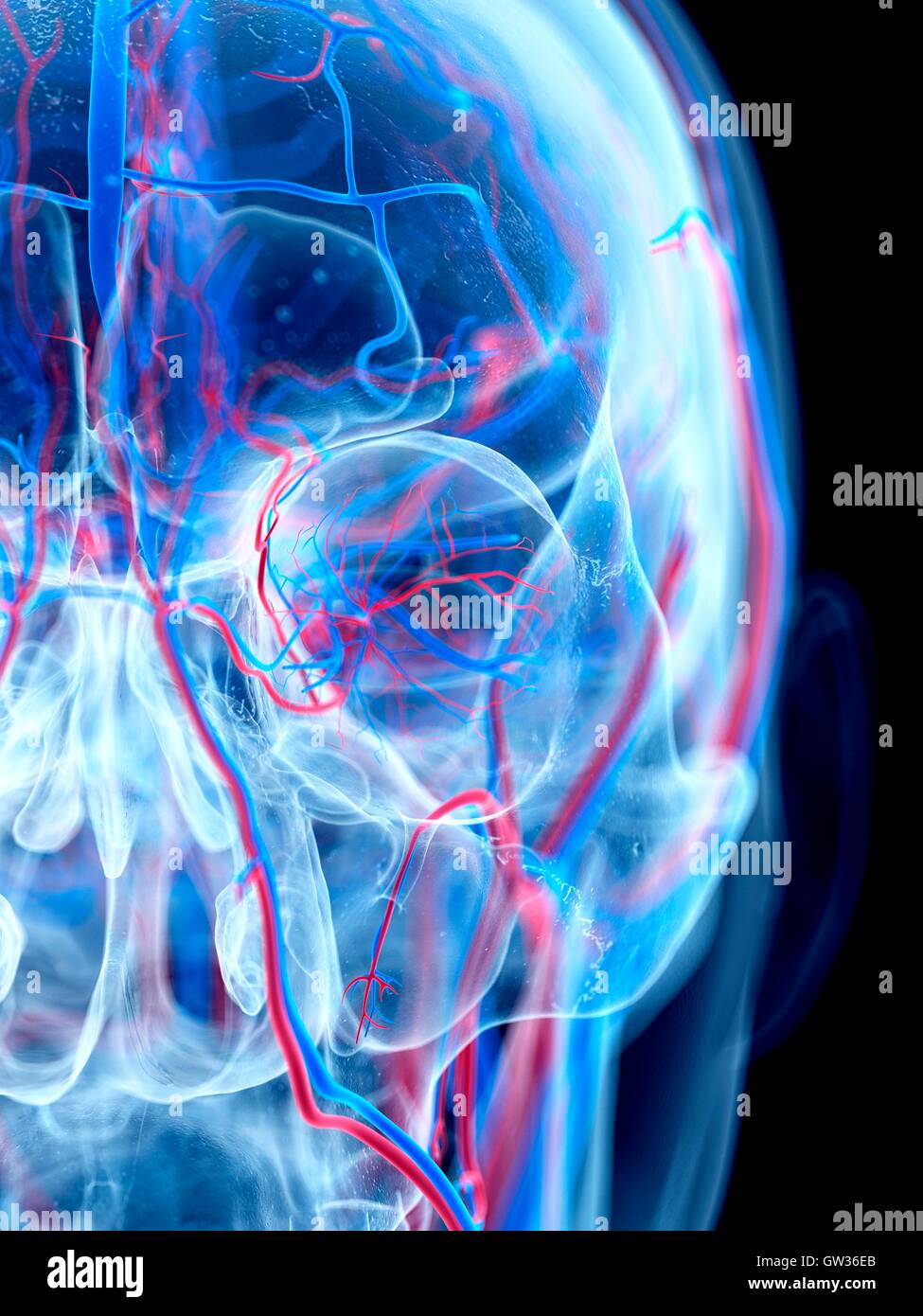 Human vascular system of the head, illustration Stock Photo - Alamy