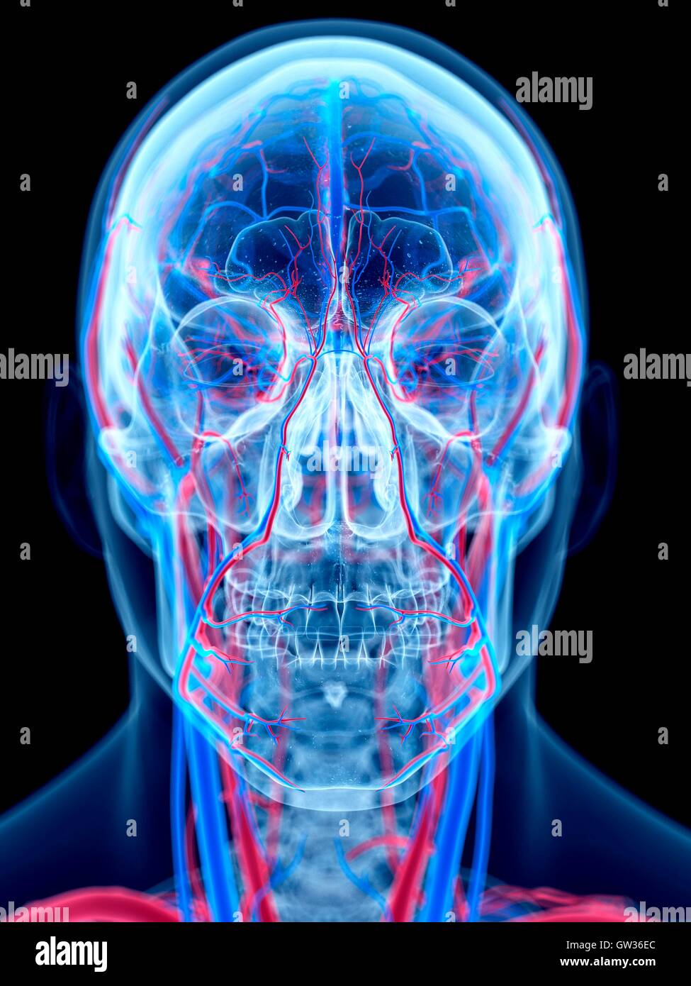 Face Vascular Anatomy
