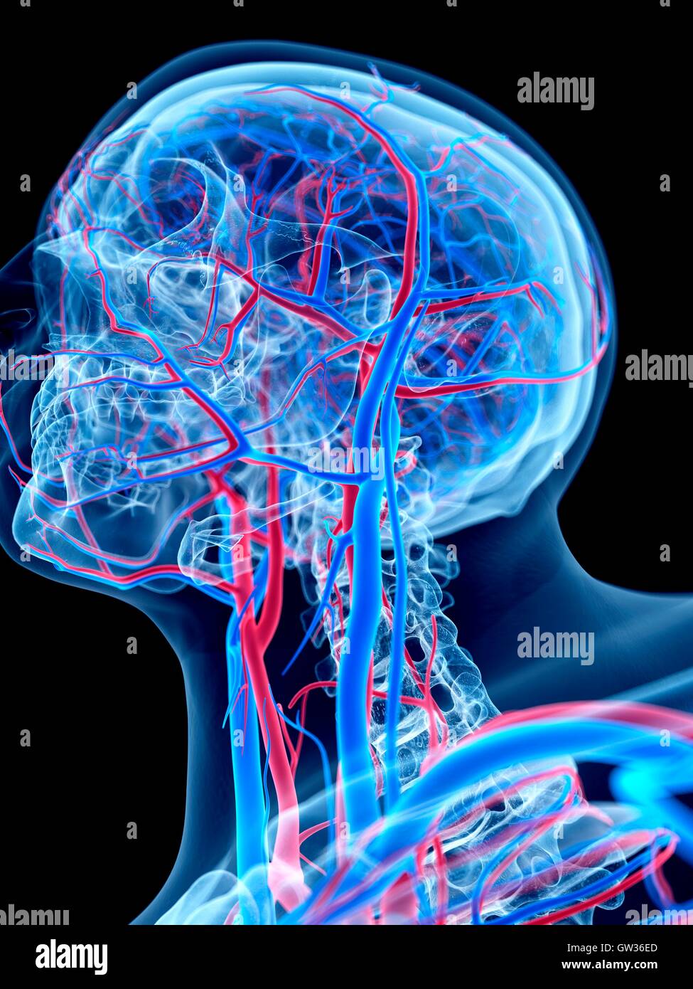 Facial artery hi-res stock photography and images - Alamy