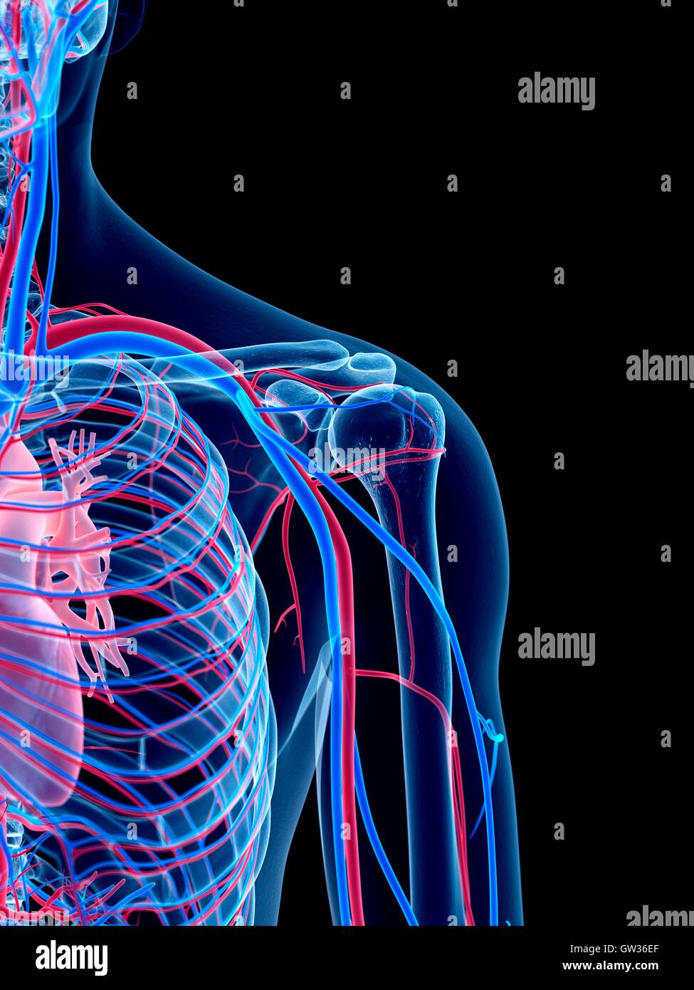 Human vascular system of the shoulder, illustration Stock Photo - Alamy