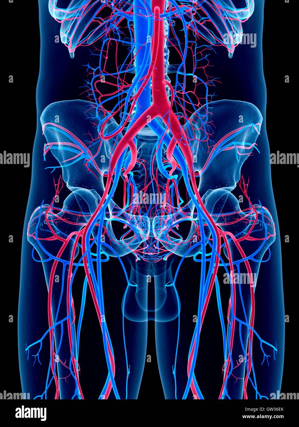 Human vascular system of the hips, illustration Stock Photo - Alamy