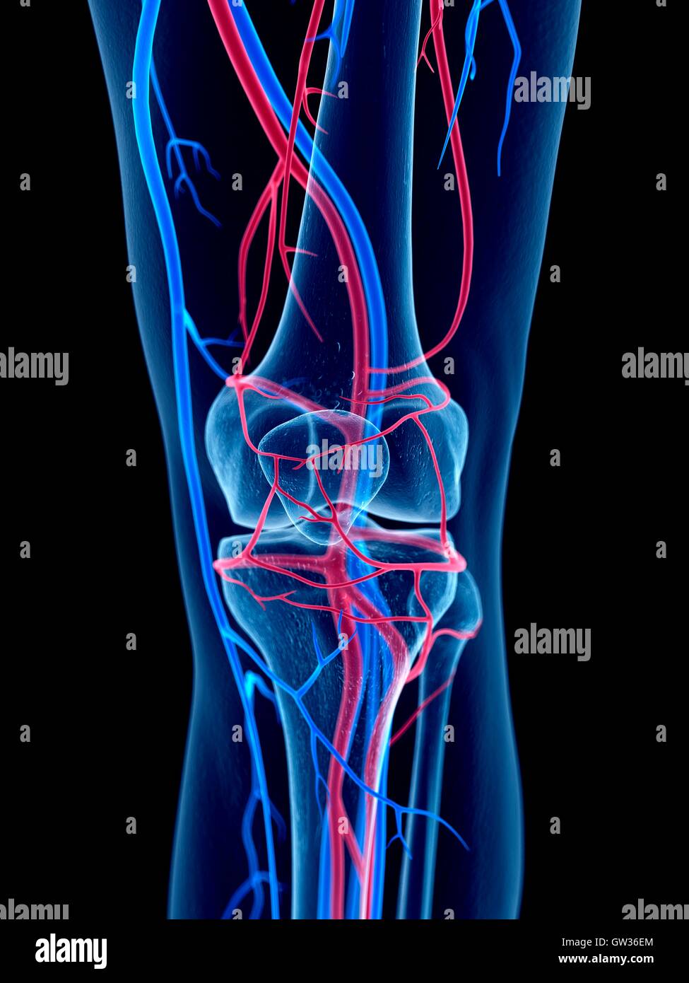 Human vascular system of the knee, illustration Stock Photo - Alamy