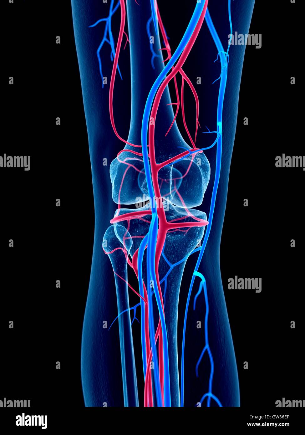 Human vascular system of the knee, illustration Stock Photo - Alamy