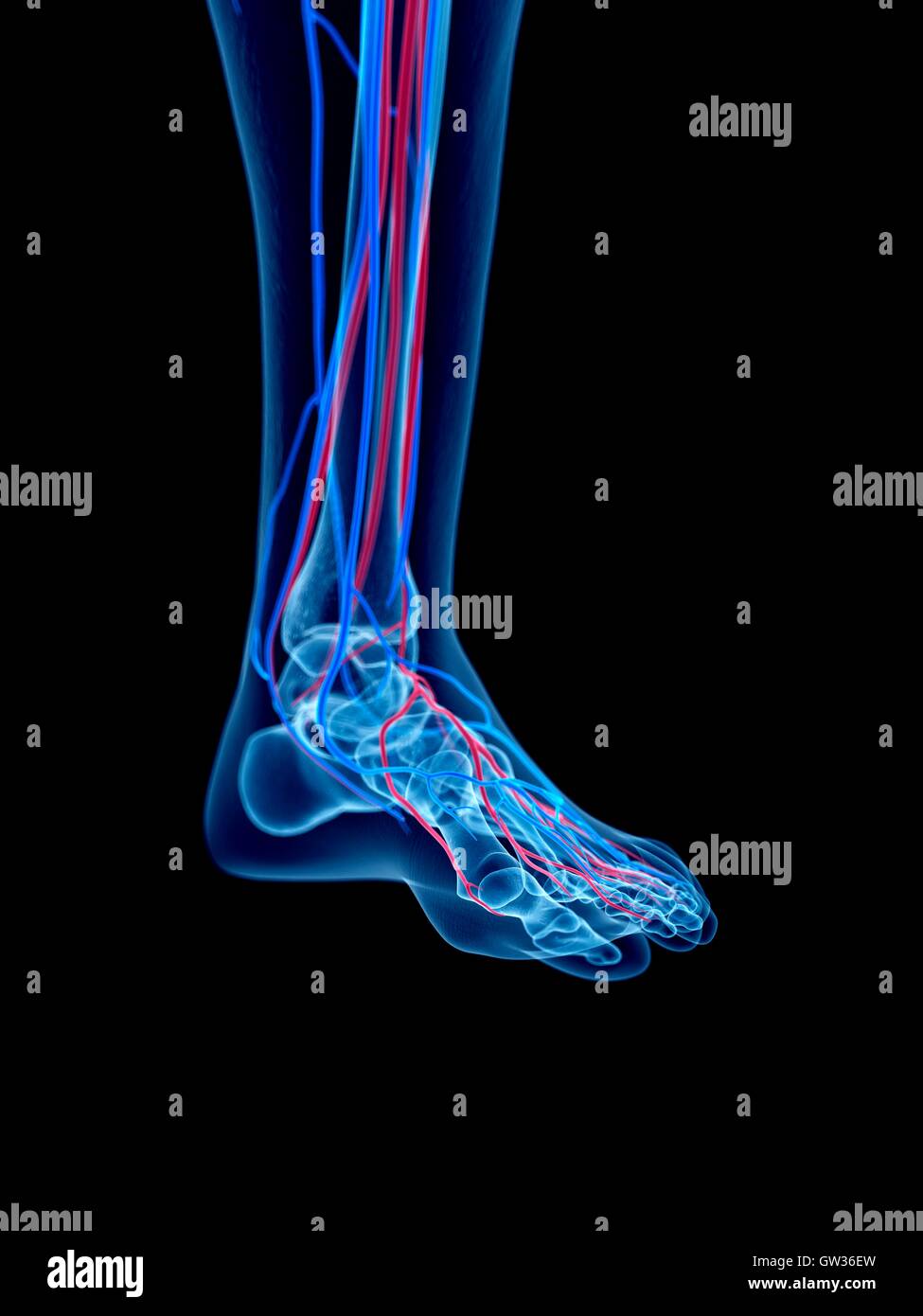 Human vascular system of the foot, illustration Stock Photo - Alamy