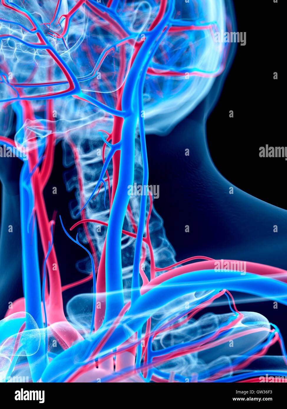 Human vascular system of the neck, illustration Stock Photo - Alamy
