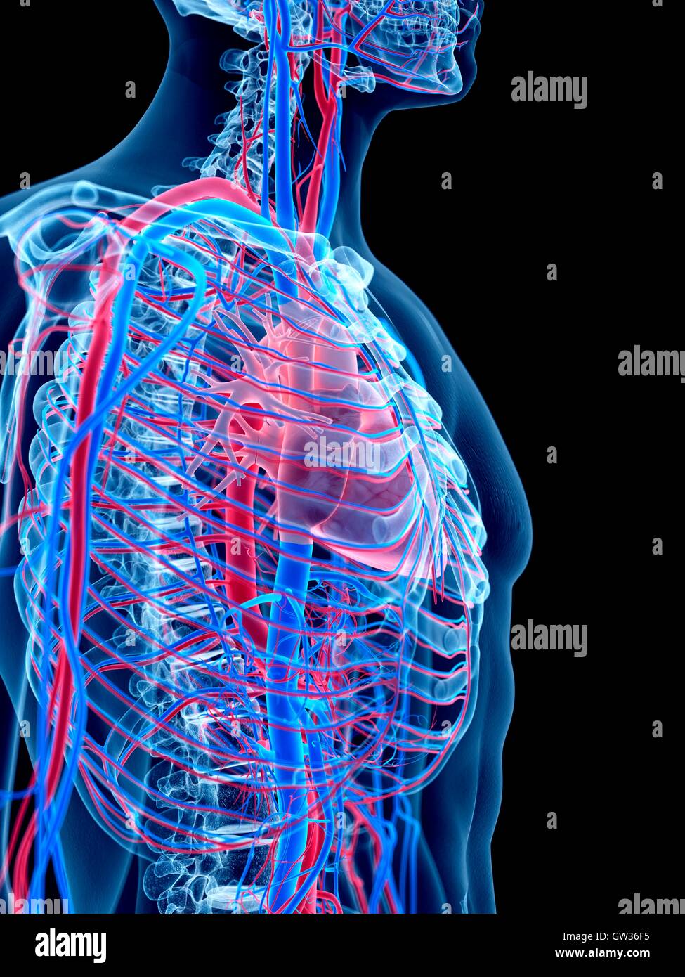 Human cardiovascular system, illustration Stock Photo - Alamy