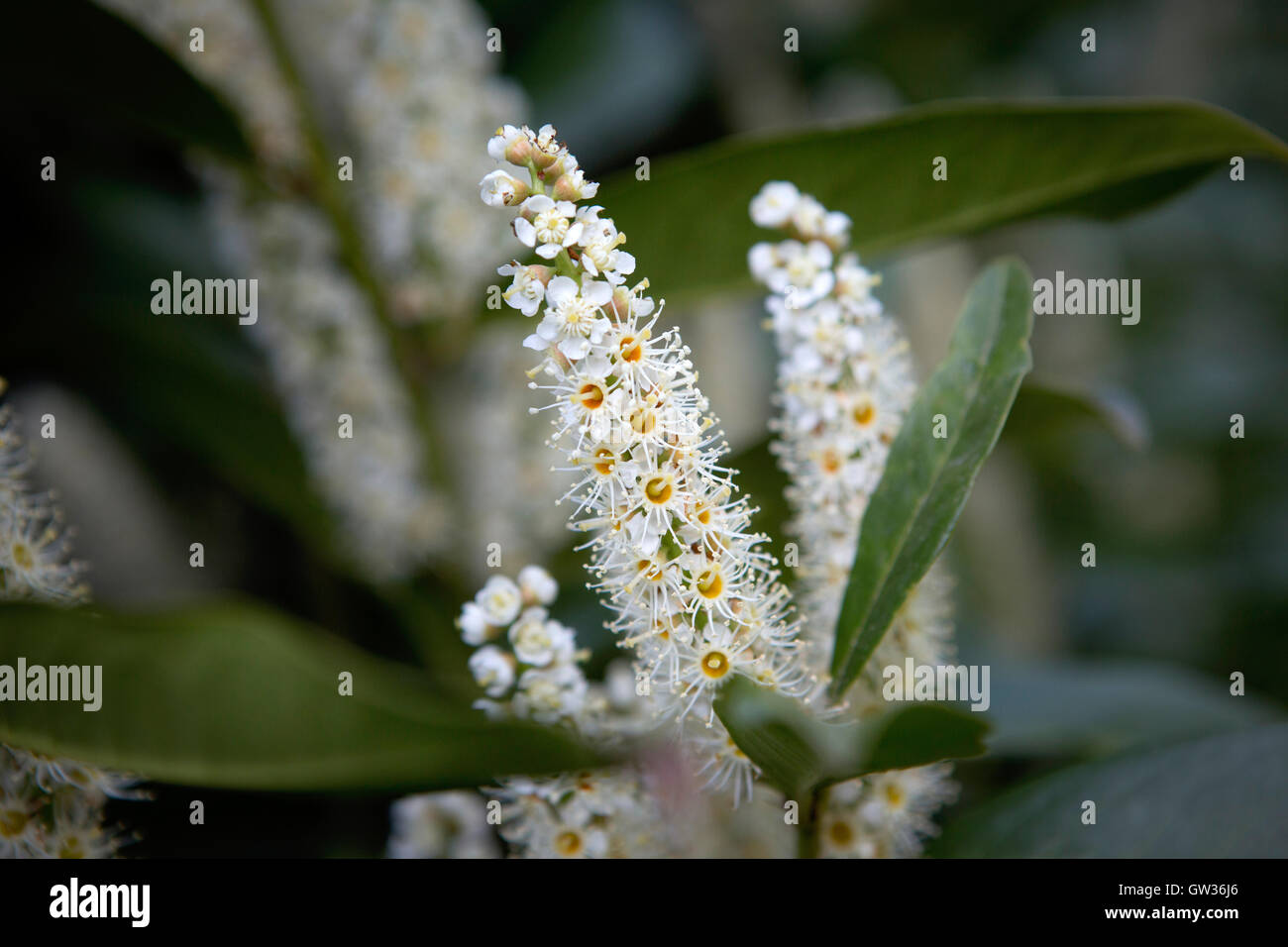 Close-up of Flowering White Laurel Shrub Stock Photo - Alamy