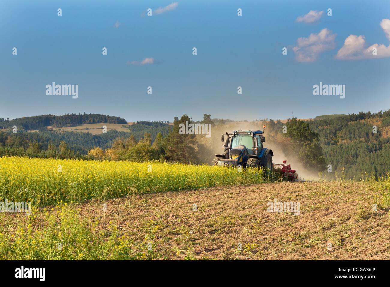 Blue tractor in a field of mustard. Dusty field and agricultural work ...