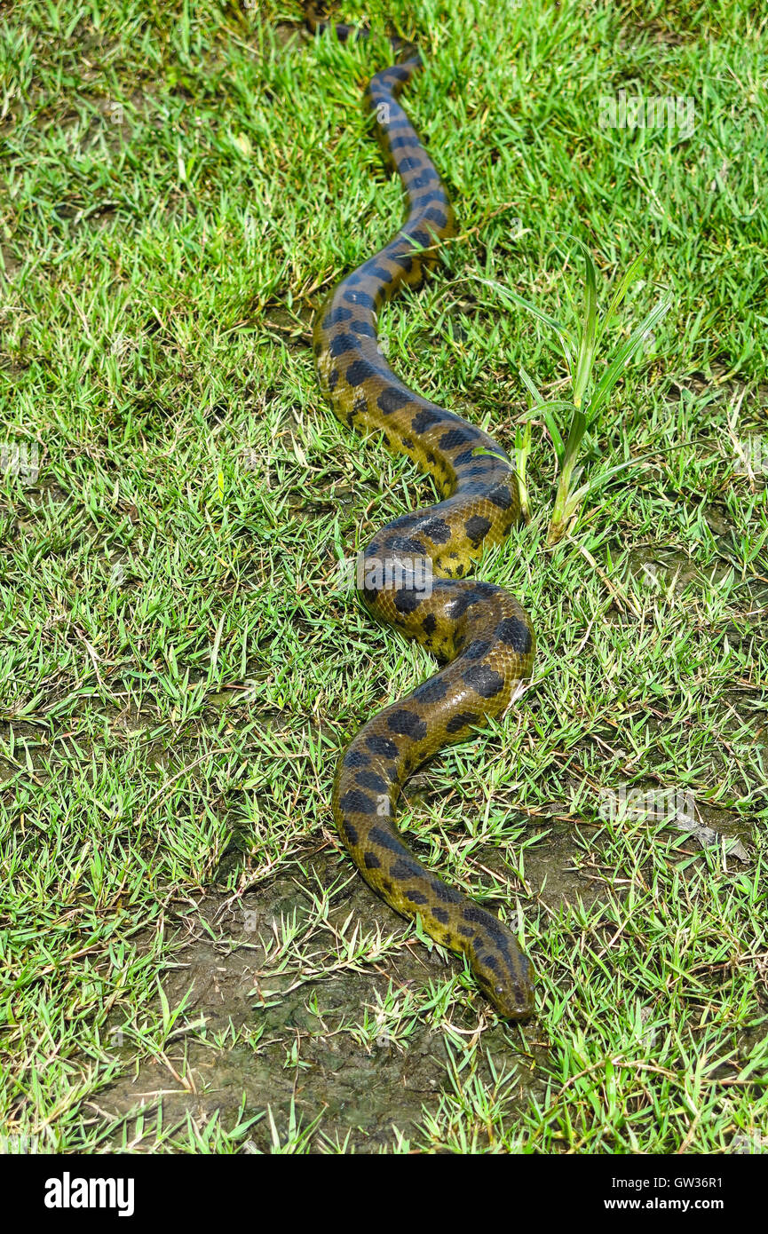 Anaconda Amazon High Resolution Stock Photography and Images - Alamy
