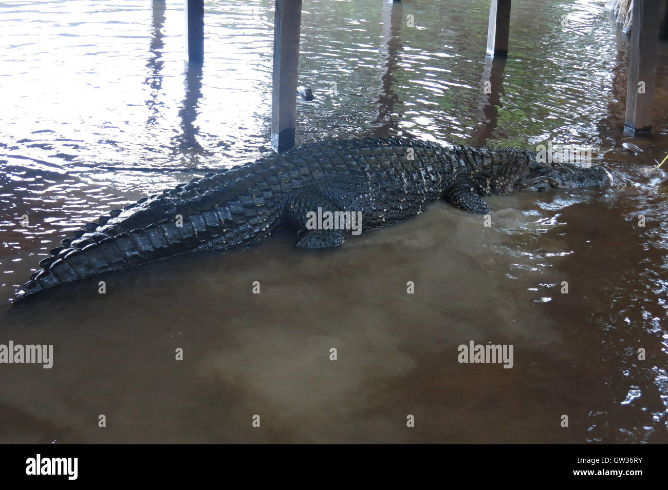 Caiman (Caimaninae) at Madidi National Park, Bolivia Stock Photo - Alamy
