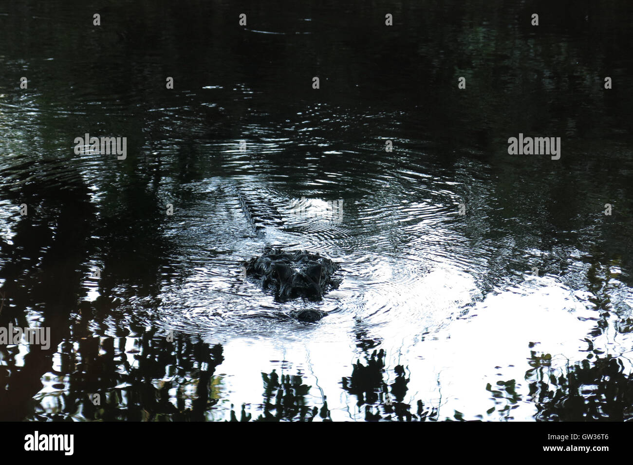 Caiman (Caimaninae) at Madidi National Park, Bolivia Stock Photo - Alamy