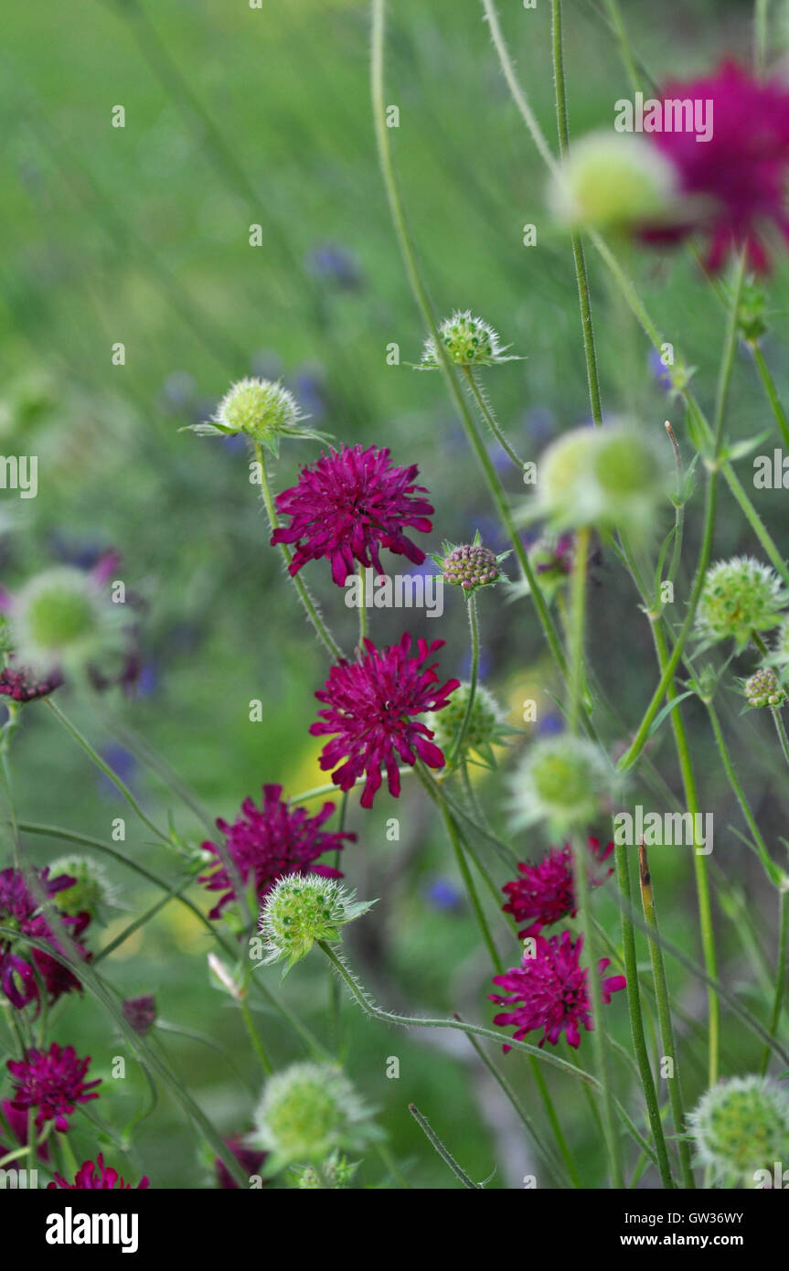Knautia macedonica perennial garden flower hi-res stock photography and ...