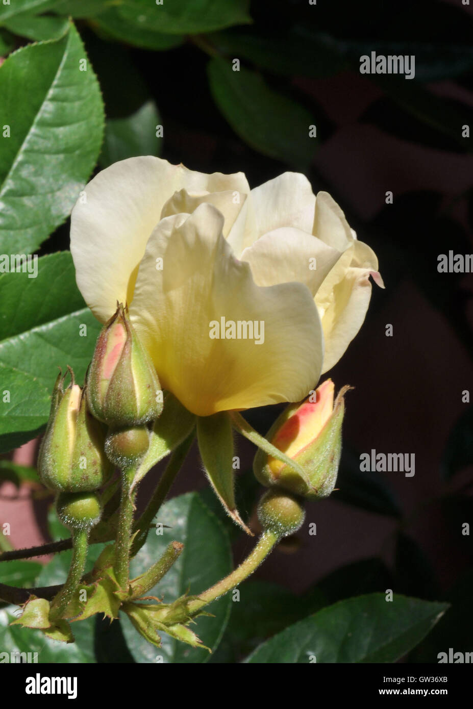 climbing rose mermaid Stock Photo - Alamy