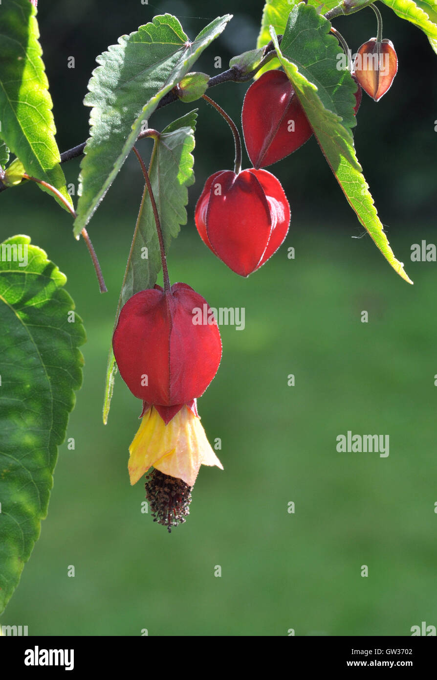 abutilon Stock Photo, Royalty Free Image: 118699954 - Alamy