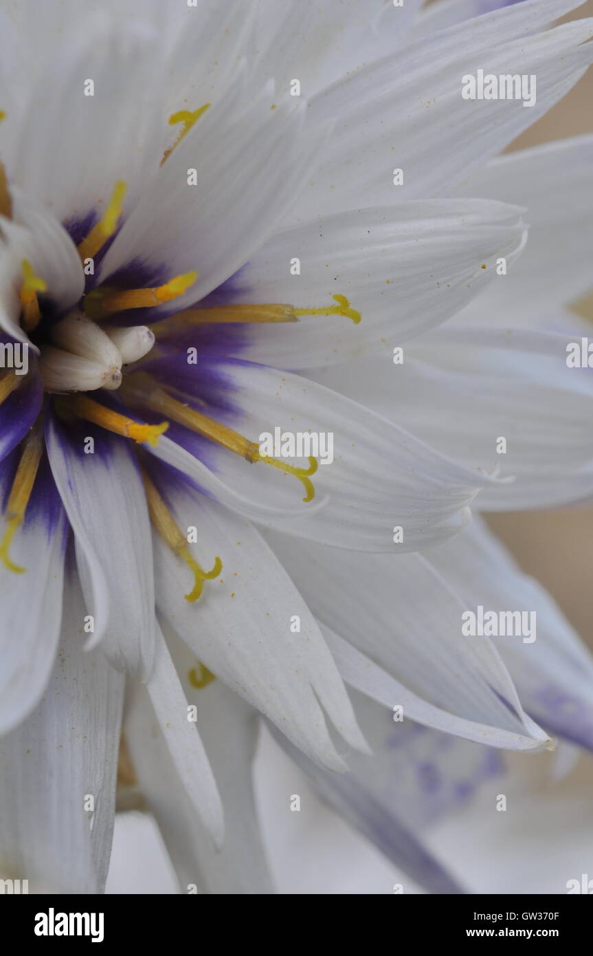 Catananche caerulea alba hi-res stock photography and images - Alamy