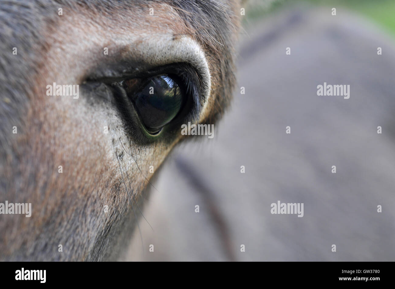 Close up donkeys eye High Resolution Stock Photography and Images - Alamy