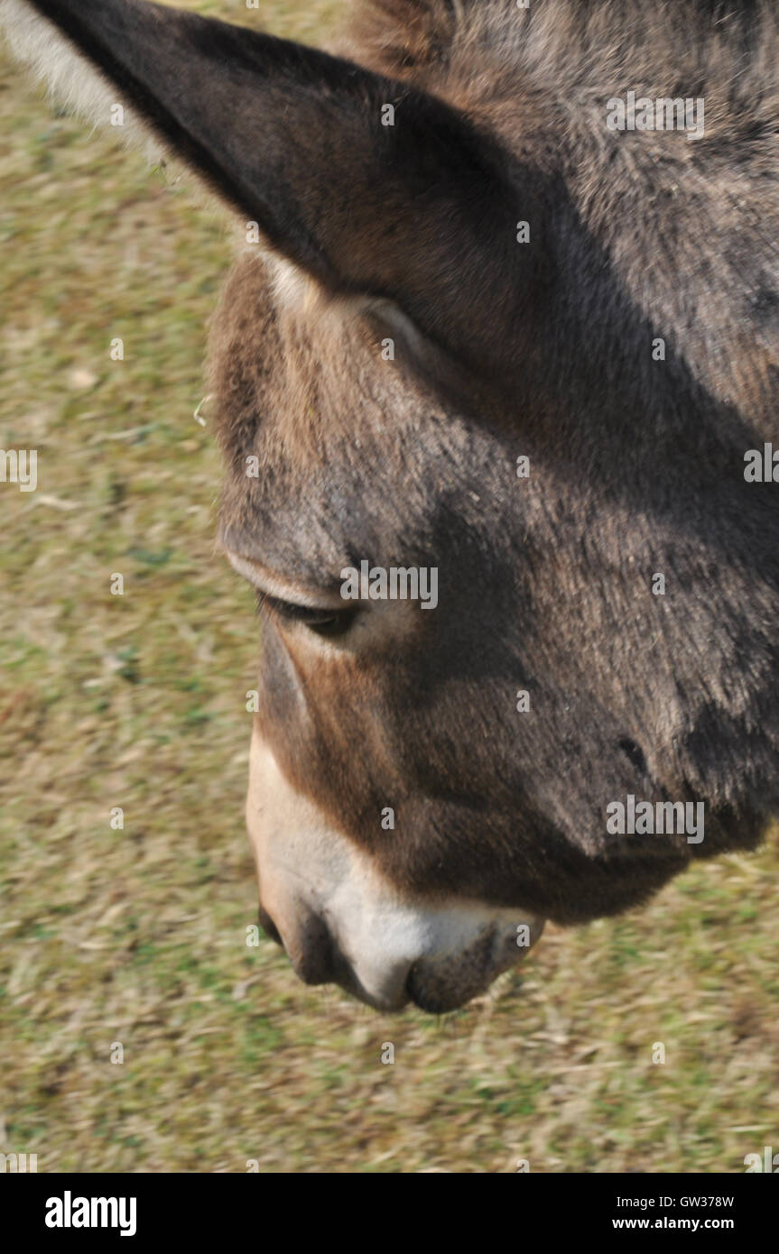 close up of donkey's eye Stock Photo - Alamy