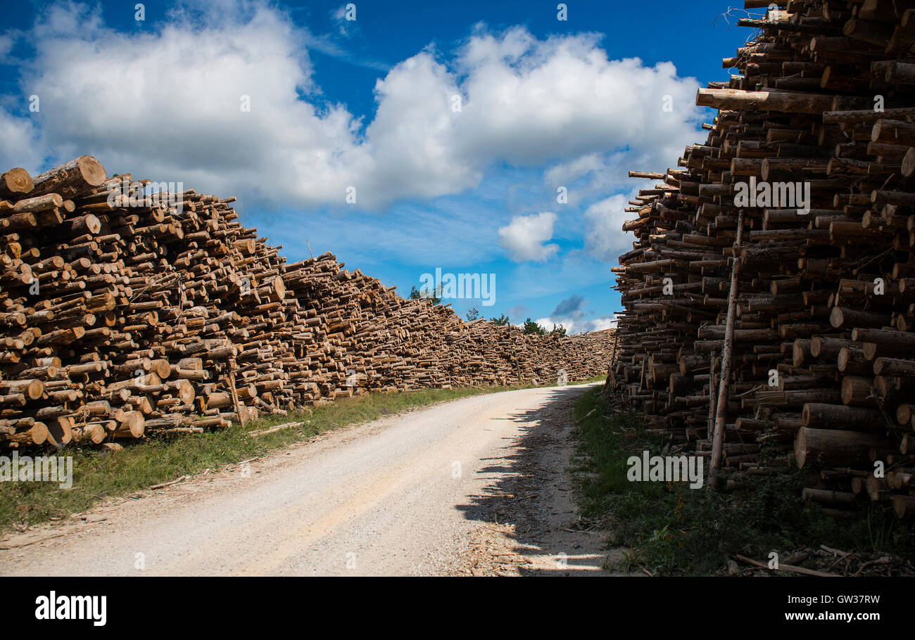 Tree logs hi-res stock photography and images - Alamy