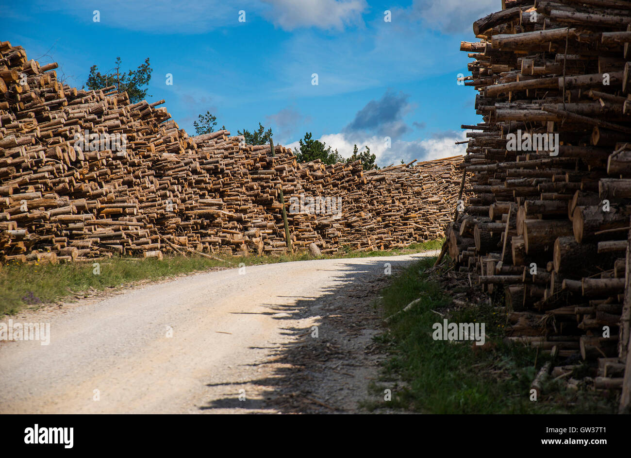 Stack of tree logs hi-res stock photography and images - Alamy