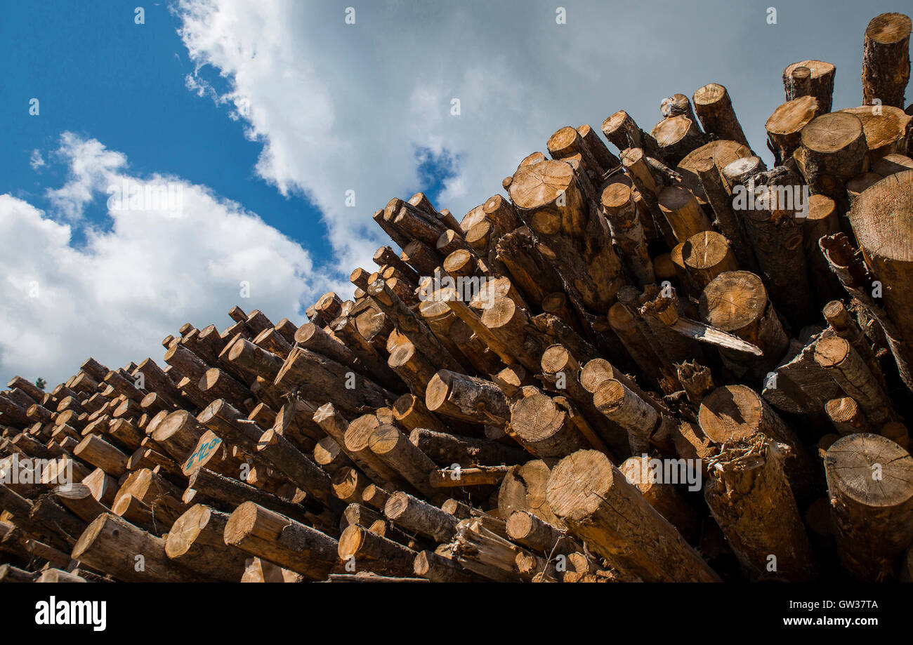 Tree logs hi-res stock photography and images - Alamy