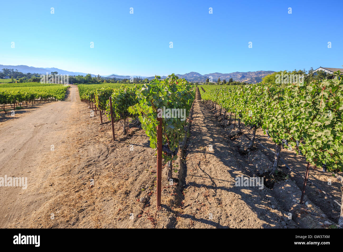 Vineyard field Napa Valley Stock Photo - Alamy