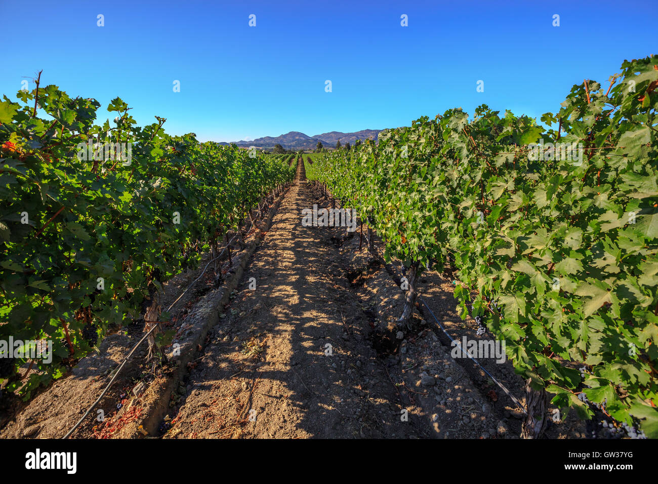 Grape plantation of California Stock Photo - Alamy