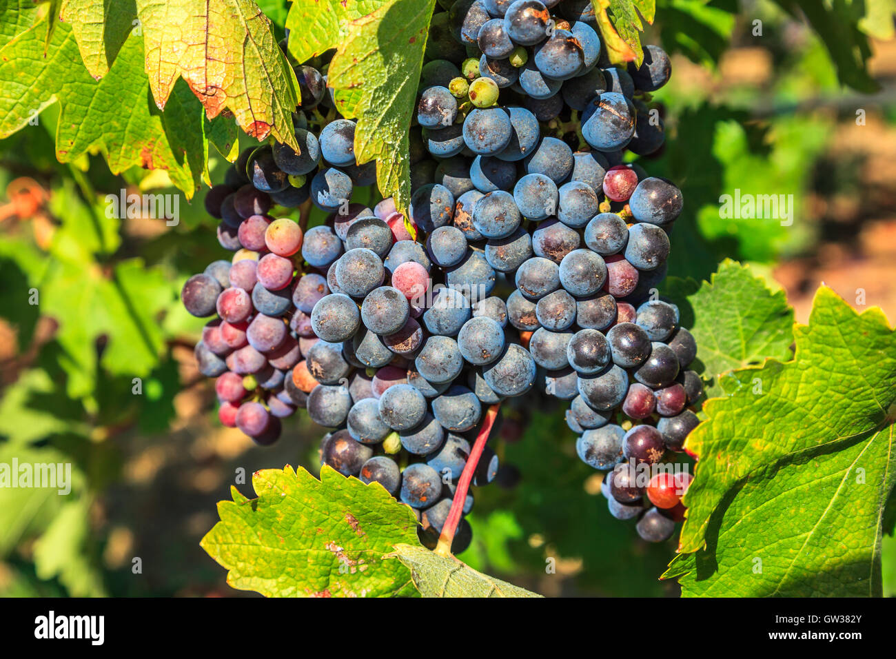 Grapes on the vine Stock Photo - Alamy