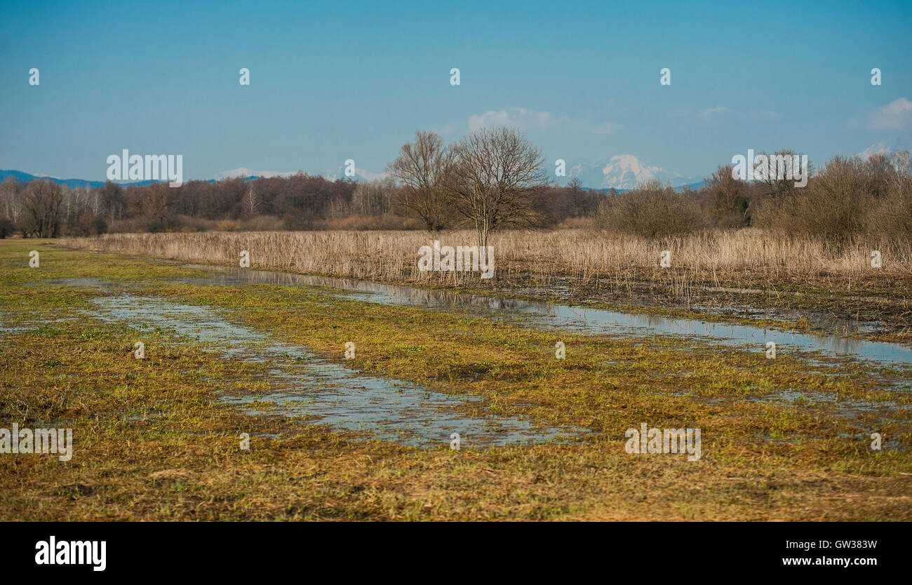 Ljubljana marsh, Slovenia Stock Photo - Alamy
