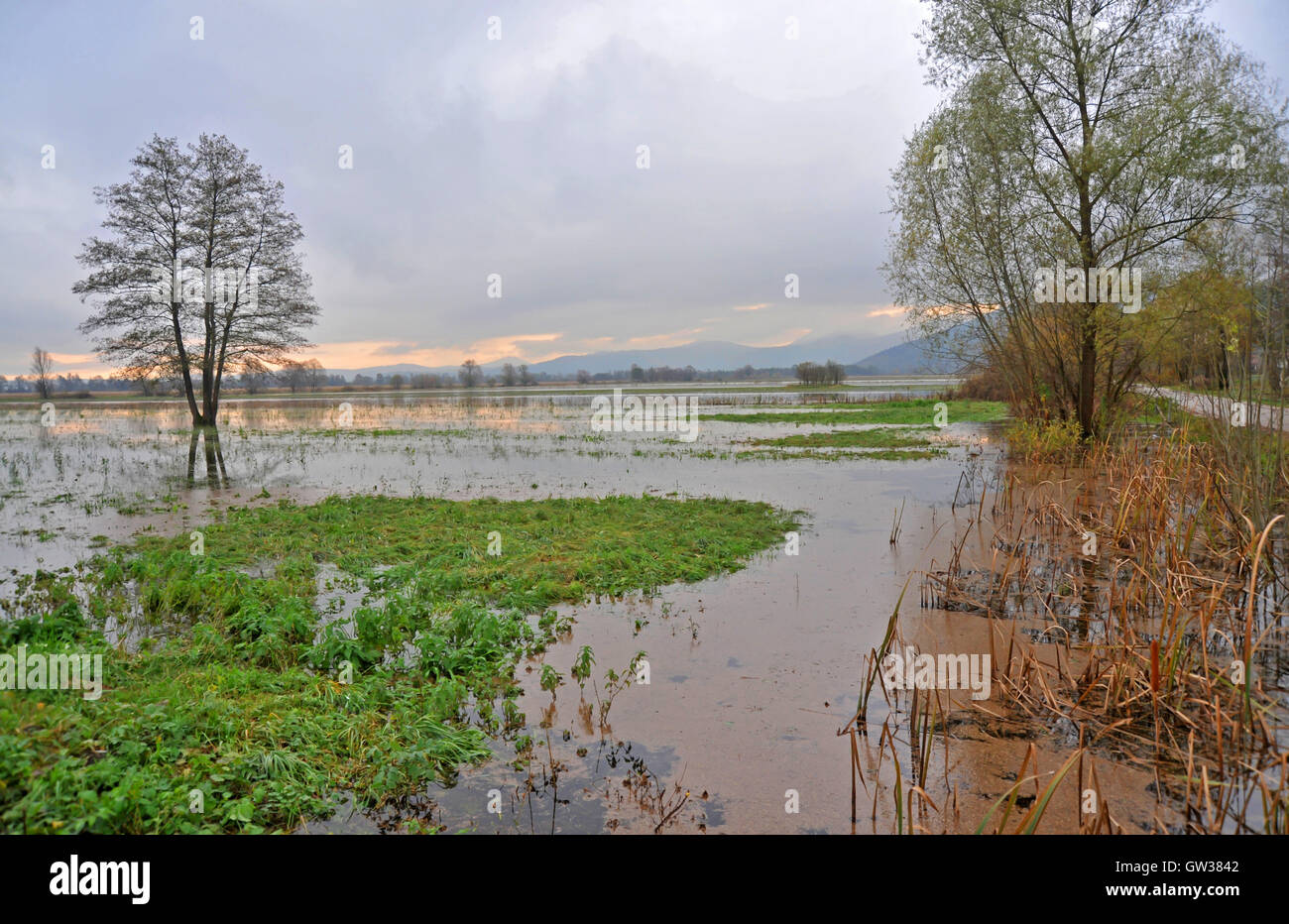 Ljubljana marsh, Slovenia Stock Photo - Alamy