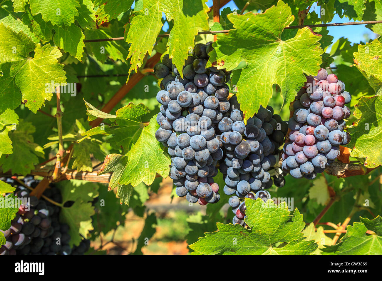 Ripe red grape Stock Photo - Alamy